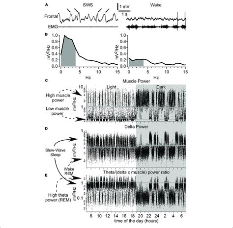 Identification Of Sleep Wake States A A Segment Of Lfp Recorded