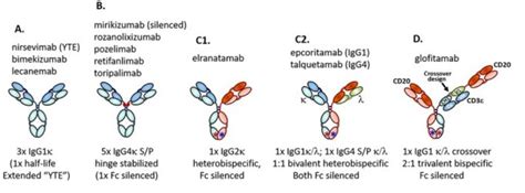 Fusion Antibodies On Linkedin Antibodyengineering Fab Strategies