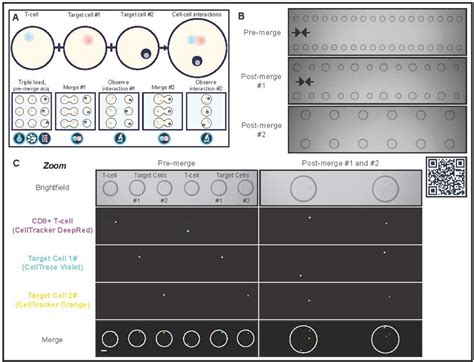 432 A Drop Of Insight Single Cell Functional Profiling For Immuno