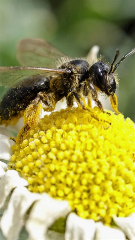 Honey Bee Bite Treatment What Will You Do If Honey Bee Bites You Health Tips Ntr03 मधमाशी