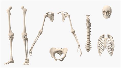 여성 해부학 해골 3d 모델 139 3ds Blend C4d Fbx Max Ma Lxo Obj Free3d