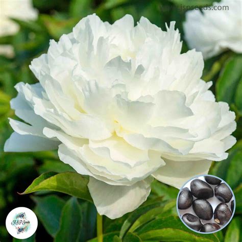 20 Shirley Temple Peony Paeoniaceae Paeonia Suffruticosa Tree Flower