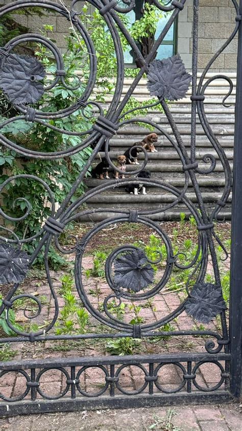 მიუსაფარი ძაღლების სტერილიზაცია