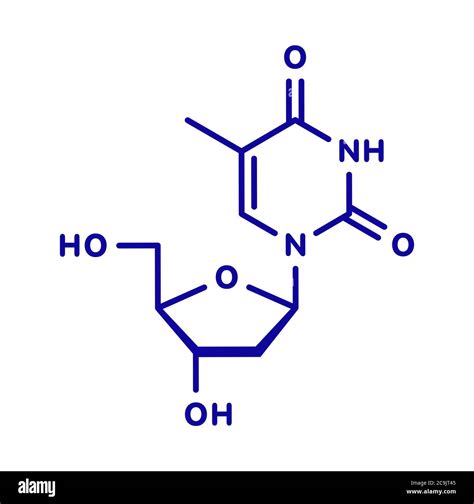 Thymidine Deoxythymidine Nucleoside Molecule Dna Building Block