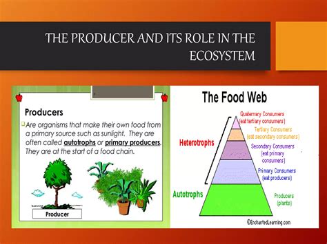 Module 4 Ecosystem Life Energy Pptx Gardening Home And Garden