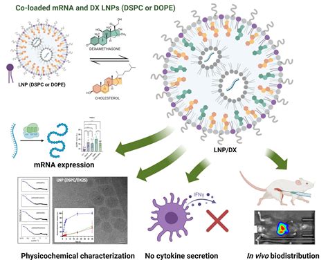 Encapsulation Of Dexamethasone Into Mrnalipid Nanoparticles Is A