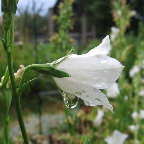 Plant With White Bell Shaped Flowers 8 Letters Best Flower Site