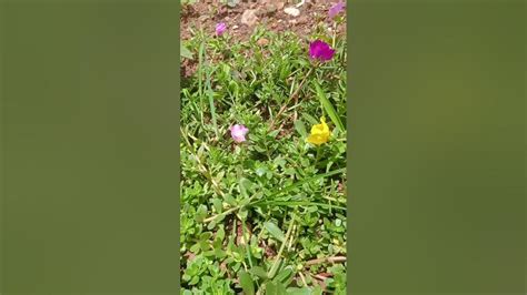 Chigari Flower ₹and Youtube