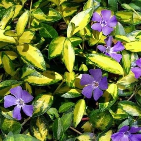 Periwinkle Plant Plug Variegated Vinca Minor Indooroutdoor Ground