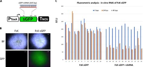 in vitro rnai in fsk sgfp a schematic representation of the sgfp