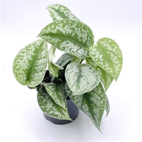 Scindapsus Pictus Exotica | Urban Jungle