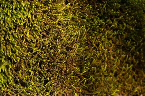Premium Photo Moss Texture Closeup