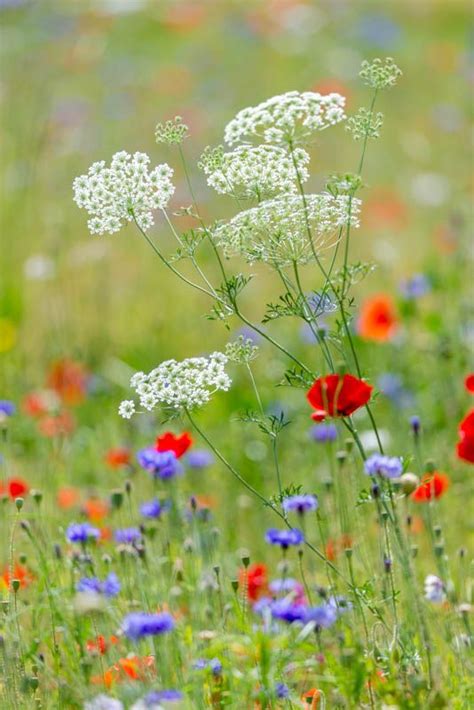 Wild Flower Meadow Wisley 3055 Andy Small In 2025 Wild Flower