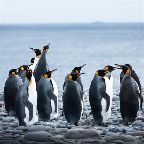 Can You Eat Penguin Meat Tastylicious