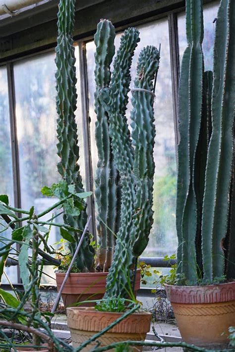 Cereus Peruvianos Cactus Native To South America Desert Plant Stock