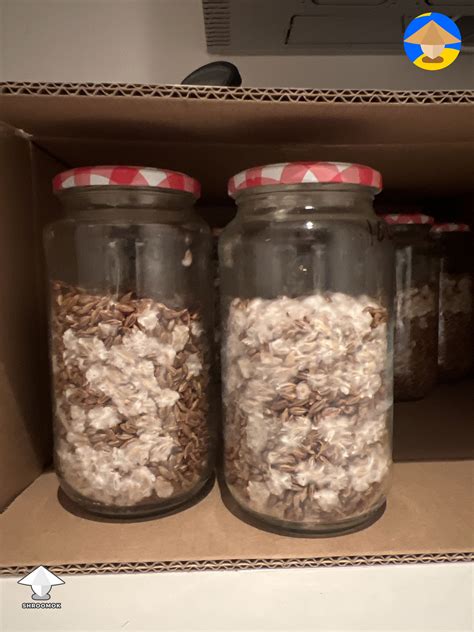 Grain Spawn Gallery On Shroomok