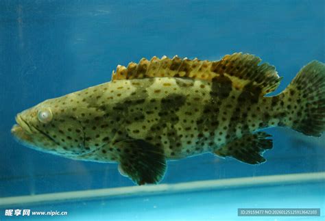 深海斑点石斑鱼特写摄影图传统美食餐饮美食摄影图库昵图网