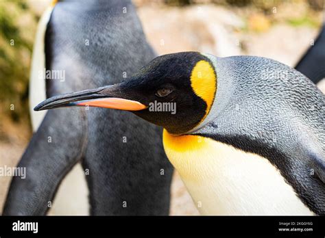 A Portrait Of A King Emperor Penguin Looking Left With Its Long Beak