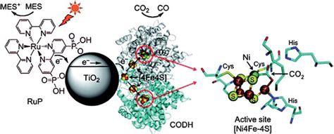 Representation Of The Co 2 To Co Photoreduction System Using The Enzyme