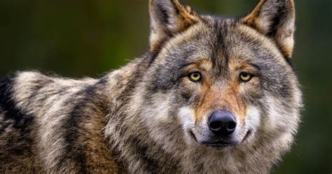 Vraćanje Vukova U Jelouston Doprinelo Je Razvoju čitavog Ekosistema