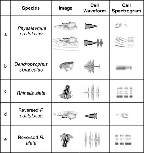 Images Left Waveforms Center And Spectrograms Right Of The Six
