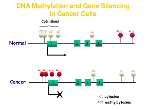 Ppt Chromatin Structure And Dynamics Powerpoint Presentation Free Download Id3030480