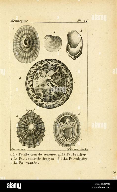 A Pictorial Atlas Documenting Mollusk Species Their Shells And