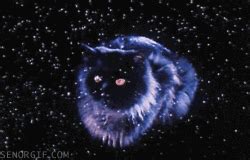  Cat Space Galaxy Animated  On Er
