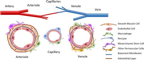 Endothelium Of Capillaries