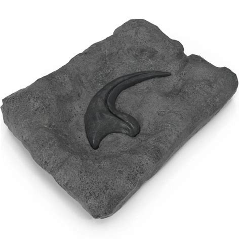 3d Model Raptor Claw Fossil