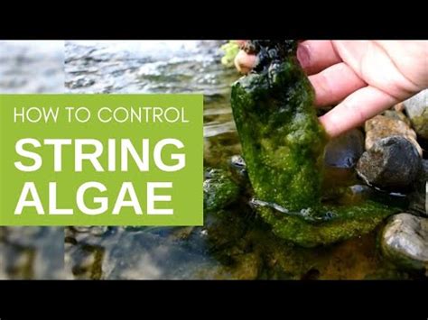 How To Get Rid Of String Algae A Practical Guide By Expert