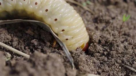 Figeater Beetle Larvae
