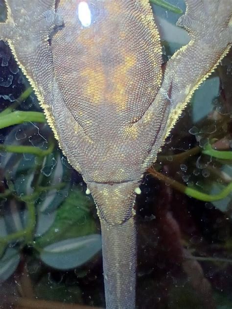 gecko sex r crestedgecko