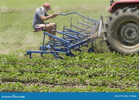 Cultivating Field Of Young Soybean Crops With Row Crop Cultivator