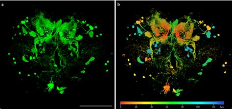 A Three Dimensional 3d Optical Image Of A Drosophila Fly Brain Download Scientific Diagram