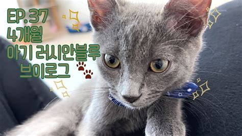 Ep37 아기러시안블루는 집사바라기 개냥이 러시안블루 아기고양이 브이로그 Youtube