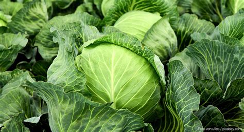 Kohl Erfolgreich Pflanzen So Gelingt Der Anbau