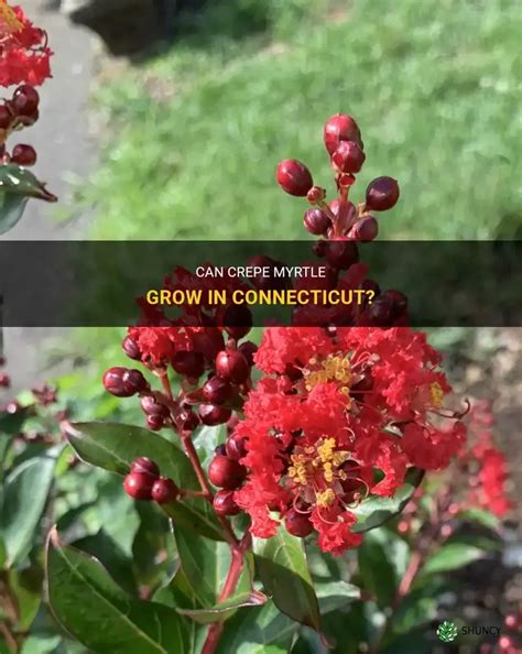 Can Crepe Myrtle Grow In Connecticut Shuncy
