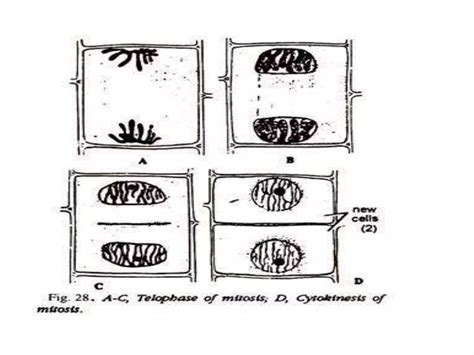 Cell Biology Experiments Pptx