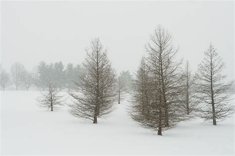 Tom Kimmerer Winter Trees