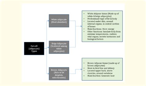 different types of adipose tissues and their functions download