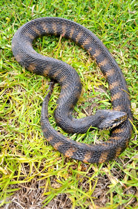 Water Snake Florida
