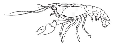 Chapter 20 Crustaceans Diagram Quizlet