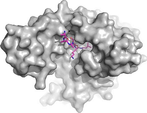 pts1 binding pocket of pex5 as a potential target for inhibitor