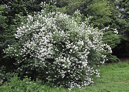 Mock Orange Shrub Philadelphus Lewisii Friends Of Pier Park