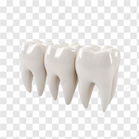 투명하고 투명한 배경에 고립된 치아 모델 3d 렌더링 상세한 치아 치아 구조 모델 현실적인 치과 모델 Png 일러스트 및 이미지 에 대한 무료 다운로드 Pngtree