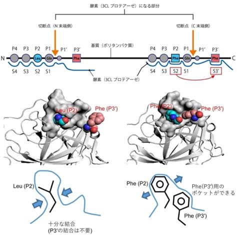 Dapt プロテアーゼ Dapt 脳梗塞 【脳梗塞とdapt（二重抗血小板療法）の効果と注意点を徹底解説】 Yeek