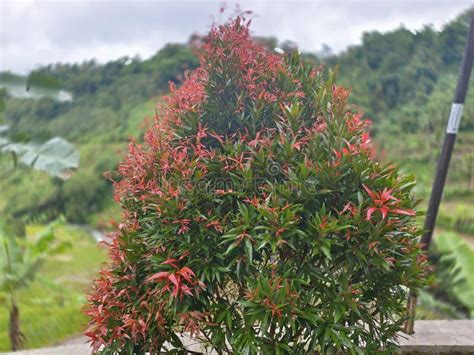 Syzygium Myrtifolium Stock Image Image Of Evergreen 266177883