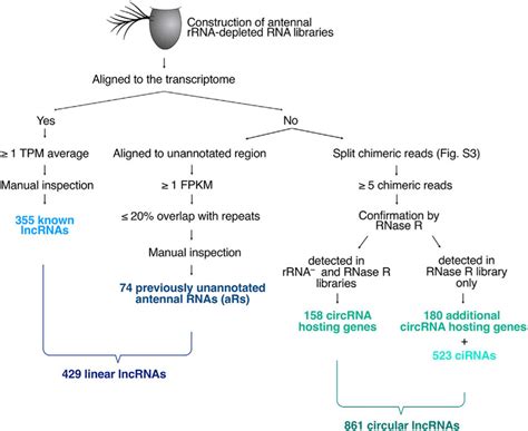 Flowchart For Antennal Linear And Circular Lncrna Identification