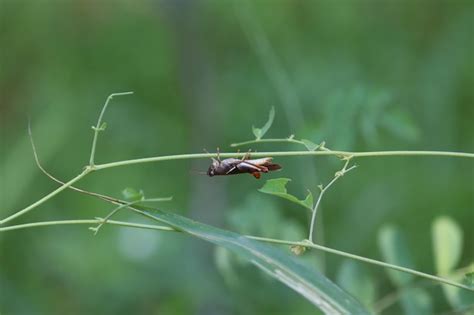 Premium Photo Green Grasshopper Sitting On A Leaf Small Grasshopper Selected Focus Grasshopper
